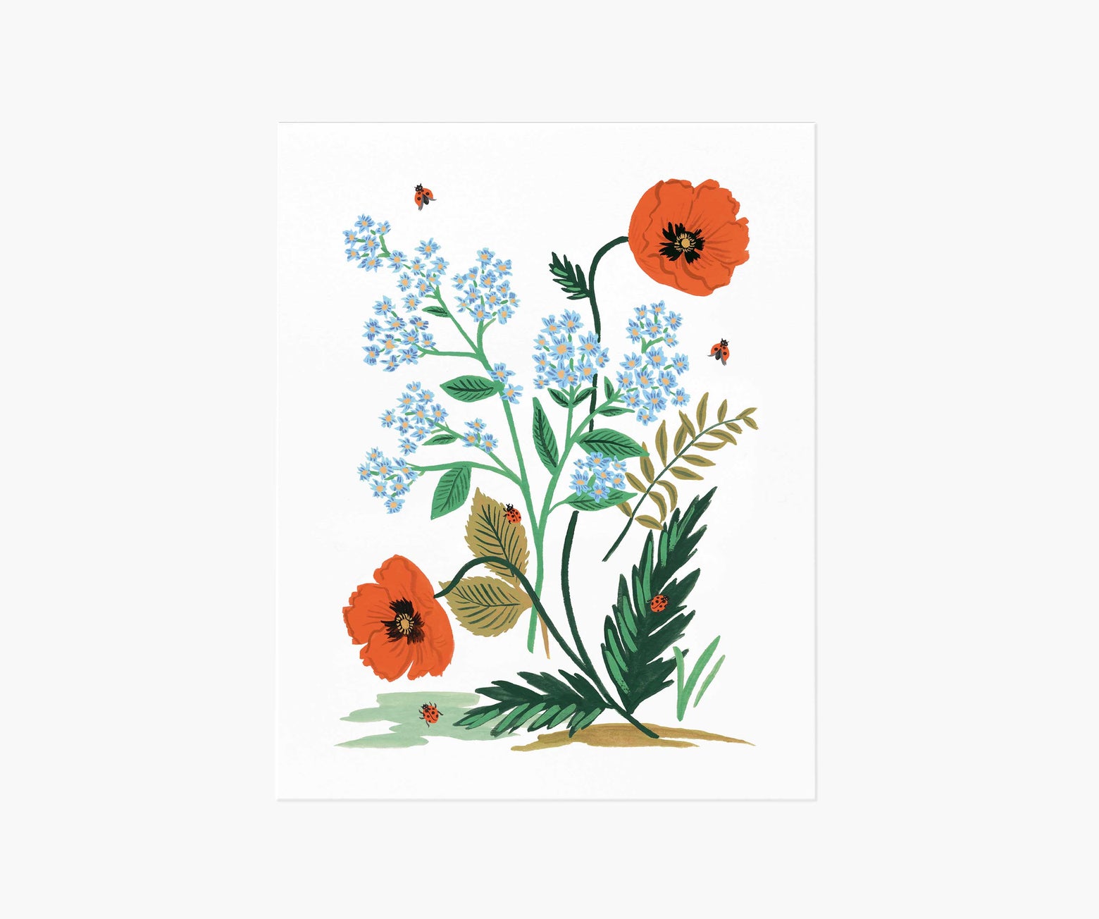 Iceland Poppy Illustrated Art Print | Rifle Paper Co.