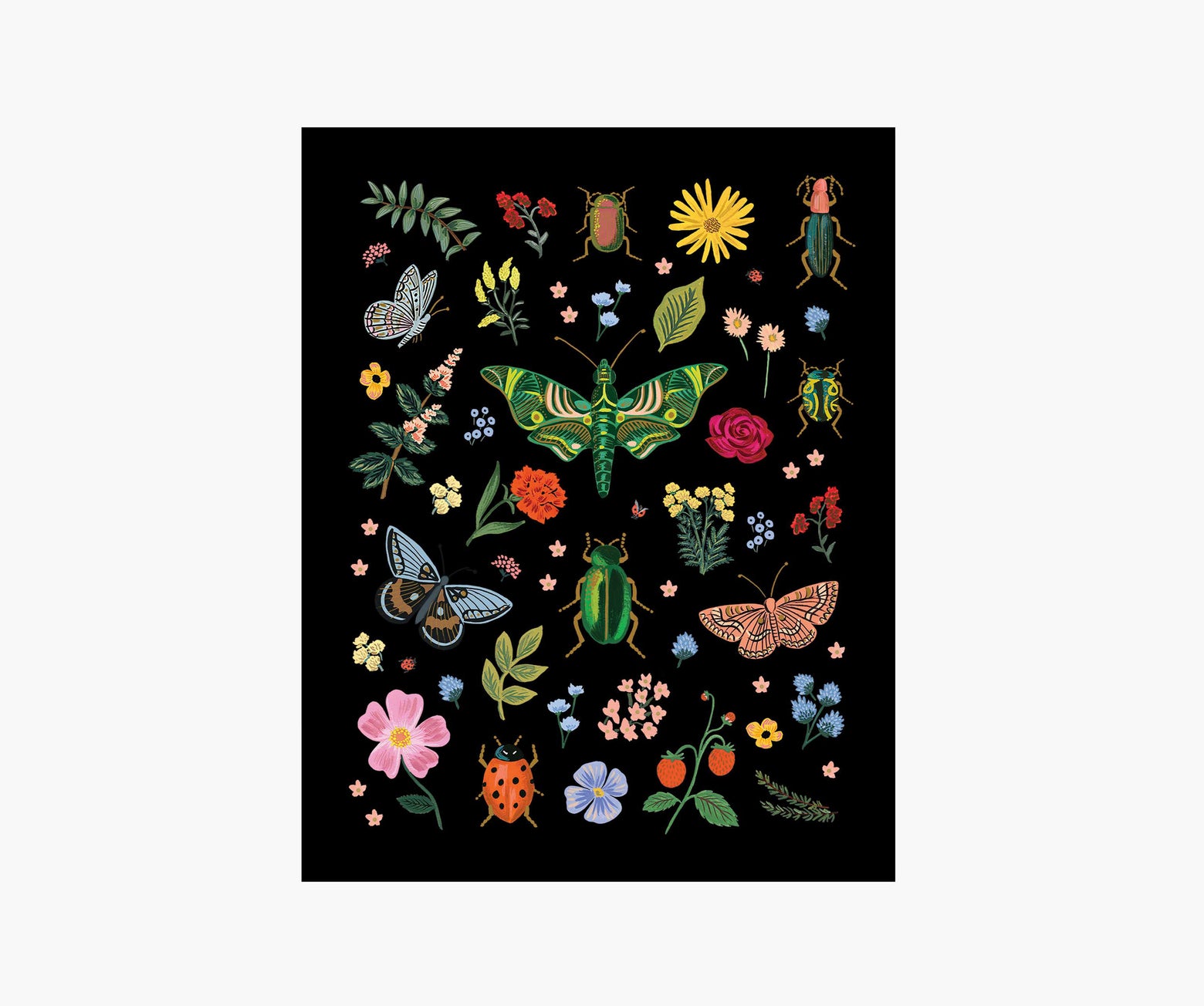 Curio Charcoal Illustrated Art Print | Rifle Paper Co.